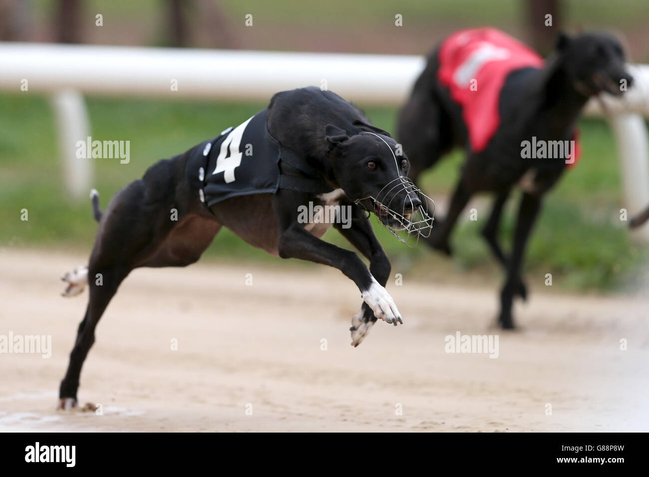 Newcastle greyhound stadium hi-res stock photography and images - Alamy