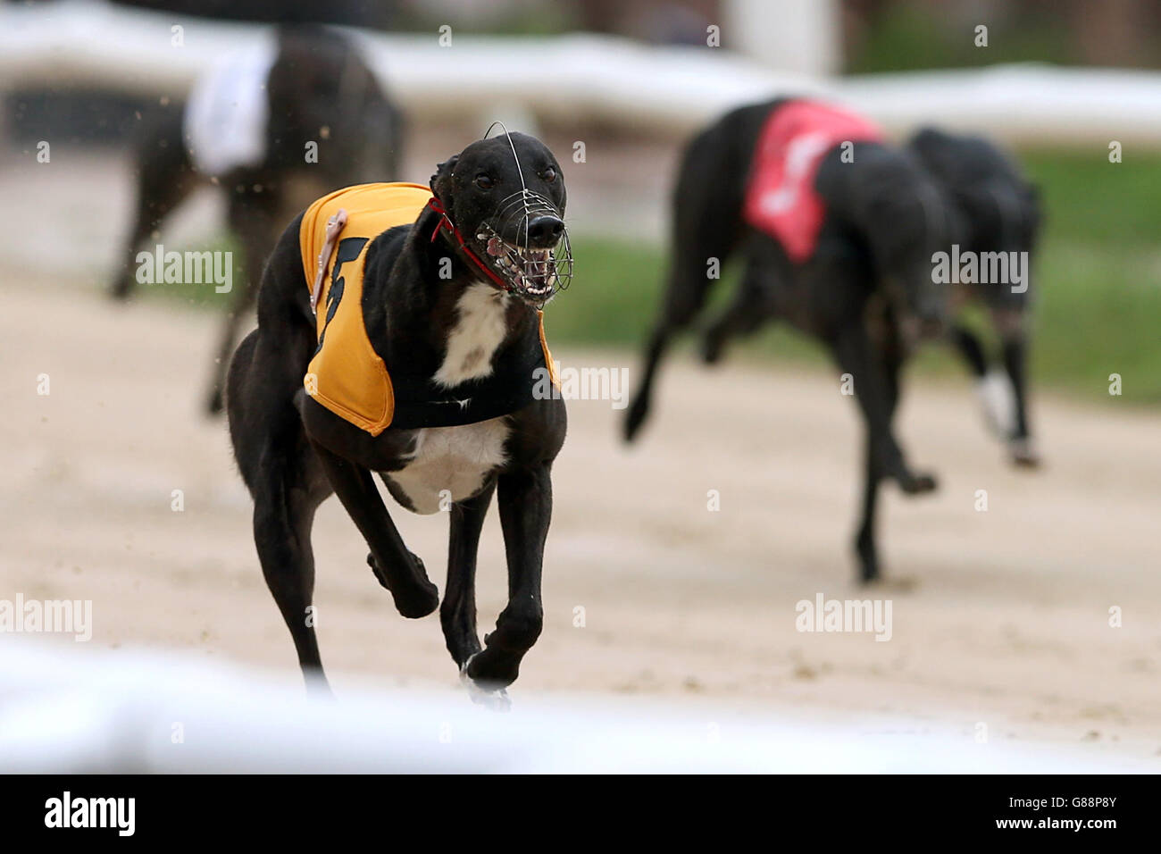 Greyhound Racing - Newcastle Greyhound Stadium Stock Photo - Alamy