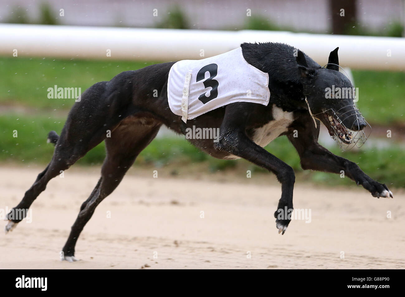 Greyhound Racing - Newcastle Greyhound Stadium Stock Photo - Alamy