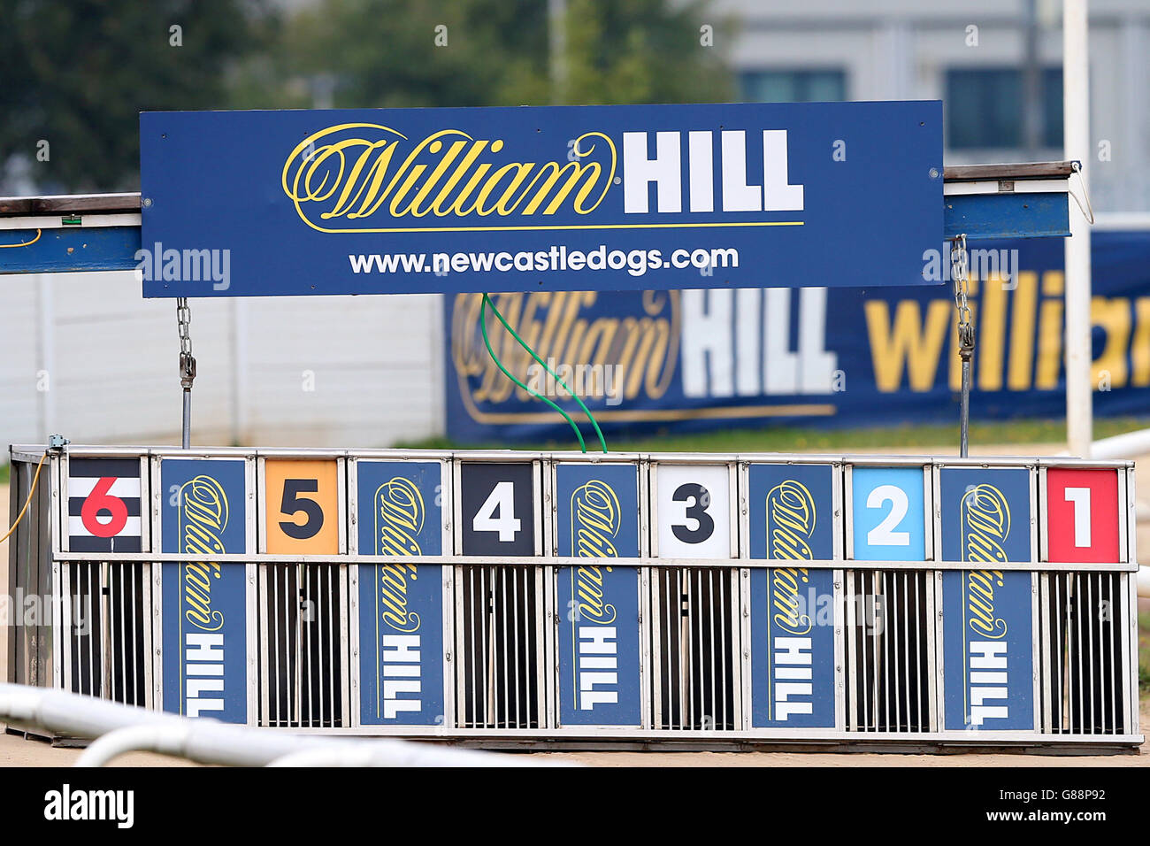 Greyhound Racing - Newcastle Greyhound Stadium Stock Photo - Alamy