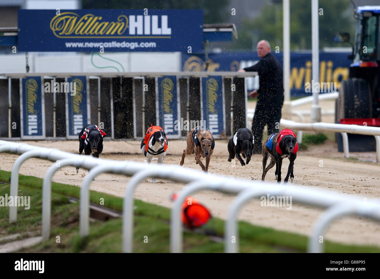 Greyhound Racing - Newcastle Greyhound Stadium Stock Photo - Alamy