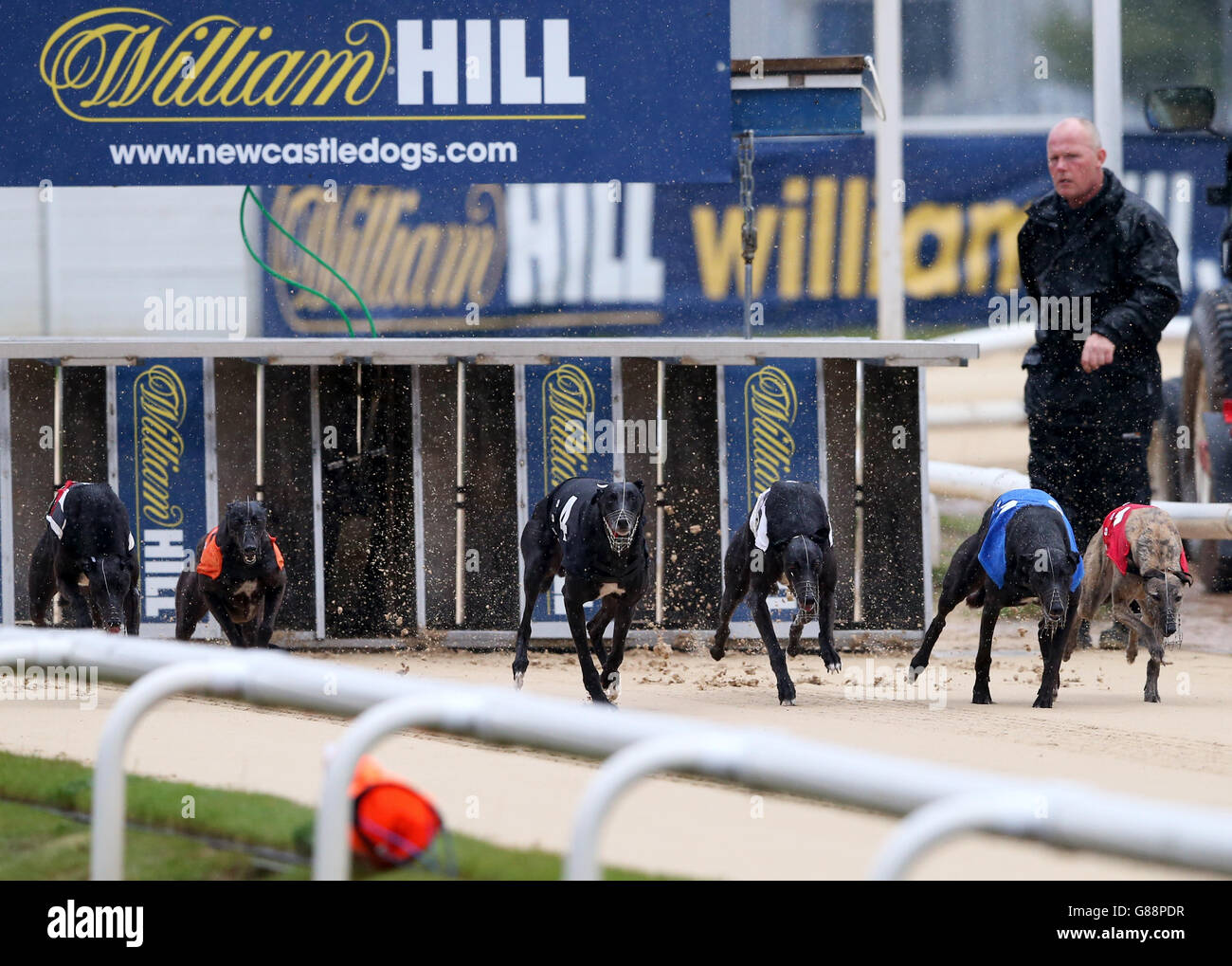Greyhound Racing - Newcastle Greyhound Stadium. Greyhounds leave the ...