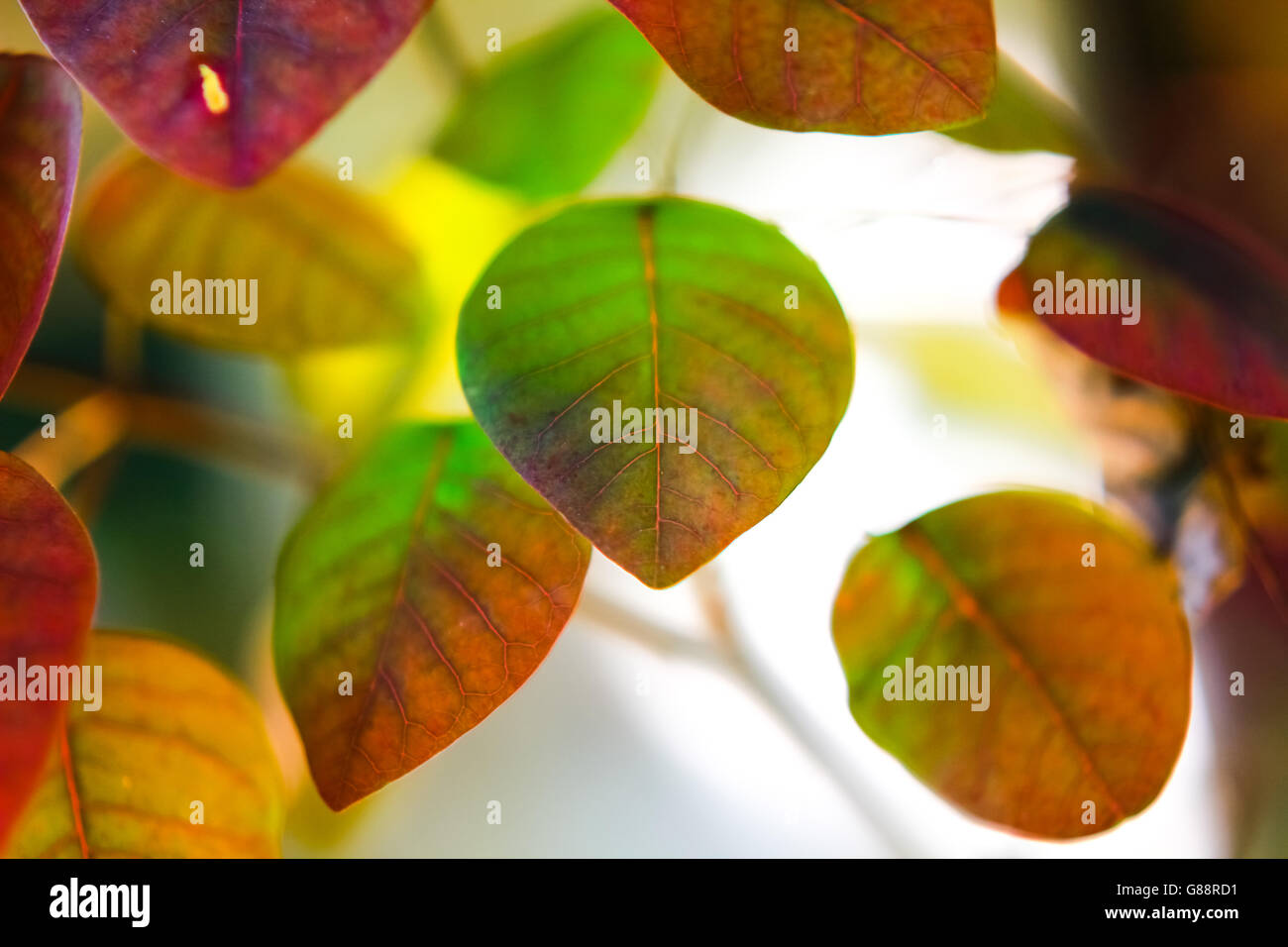 Fresh green spring leaves with translucent light coming through the ...