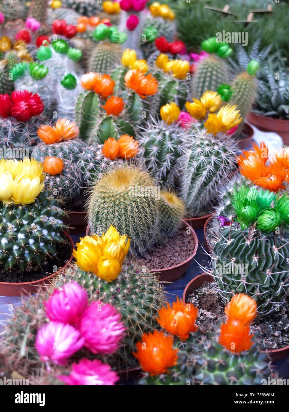 Coloured cactus hi-res stock photography and images - Alamy