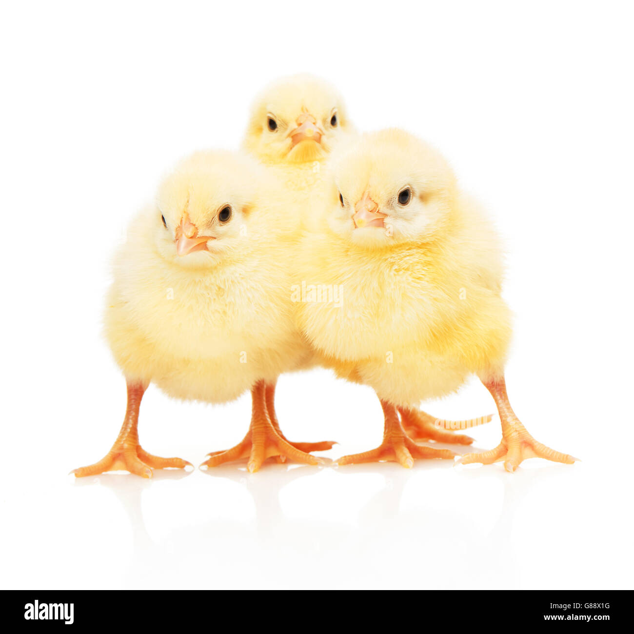 Three small yellow chickens standing close to each other, isolated on ...