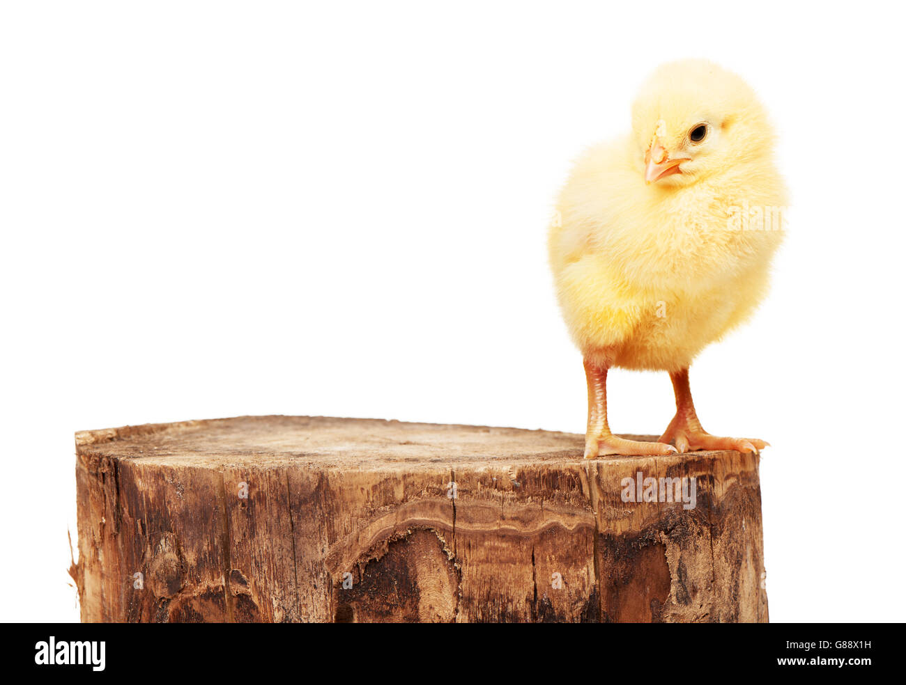 Small yellow chicken standing on wooden stump, isolated on white ...