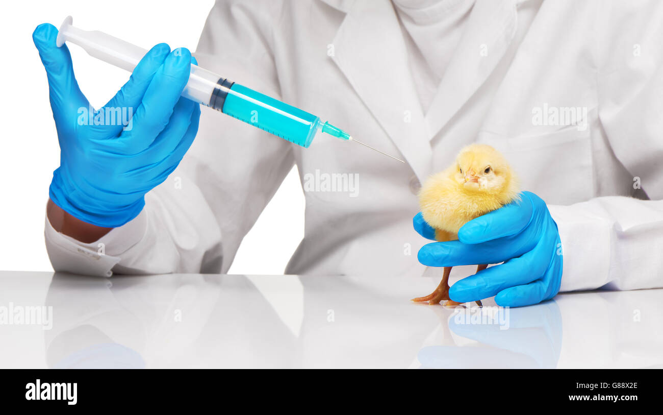Veterinarian makes an injection to small yellow chicken with syringe ...