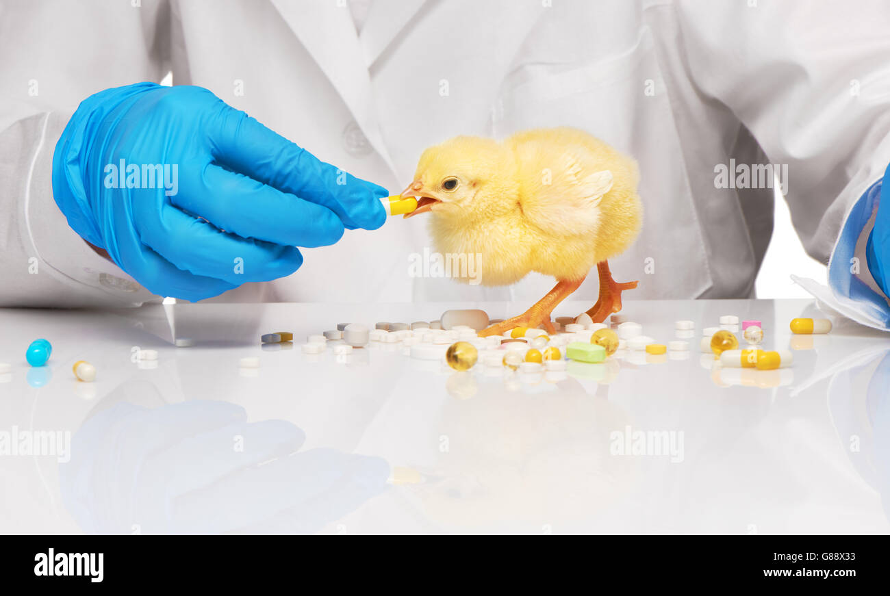 Small yellow chicken getting pill from veterinarians hand over white ...