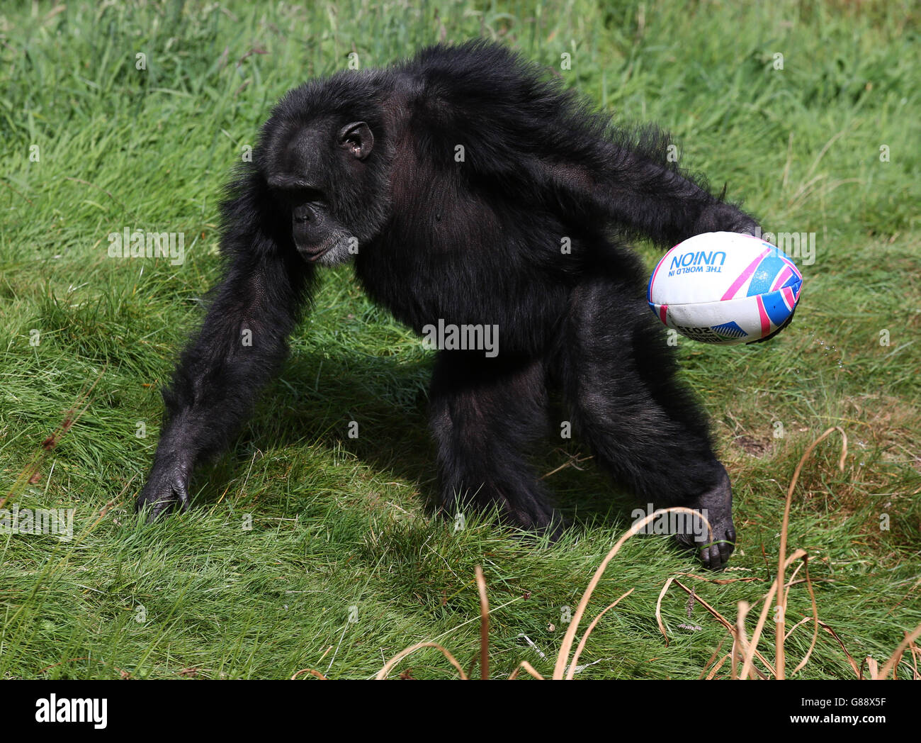Chippy the Chimp has fun playing with a rugby ball at Blair Drummond ...