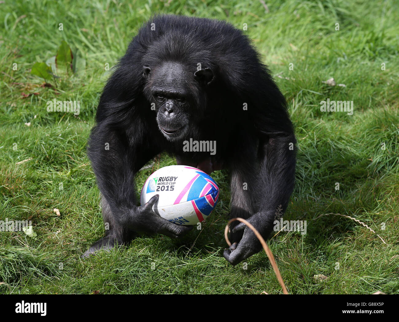 Rosie the Chimp has fun playing with a rugby ball at Blair Drummond ...