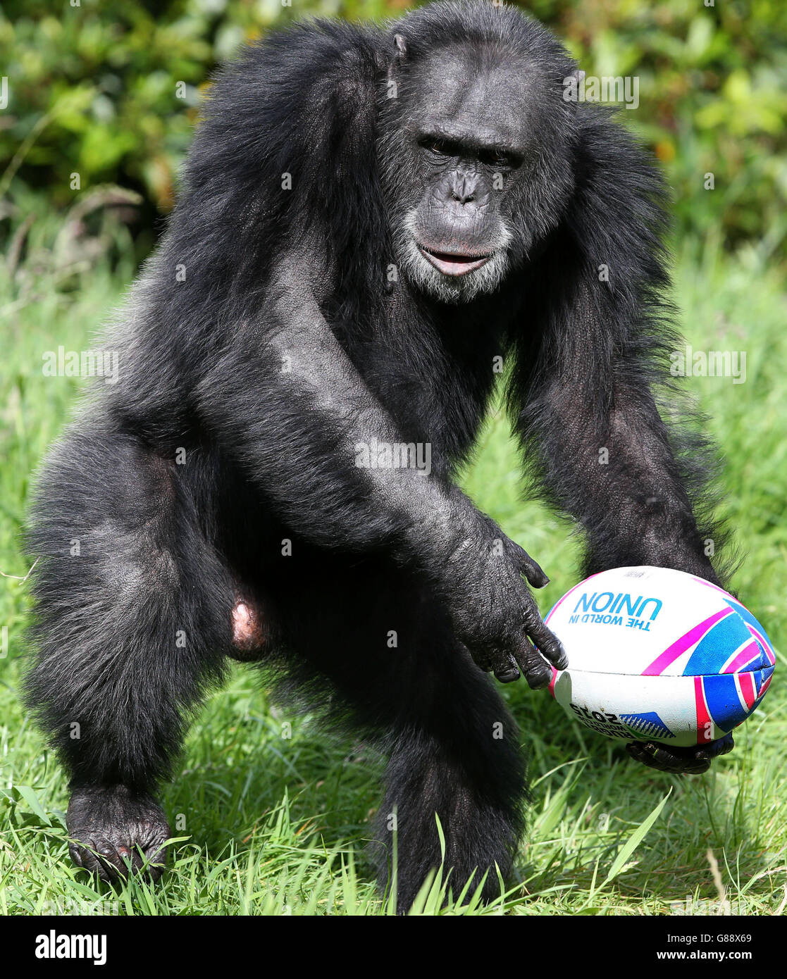 Chippy the Chimp has fun playing with a rugby ball at Blair Drummond ...