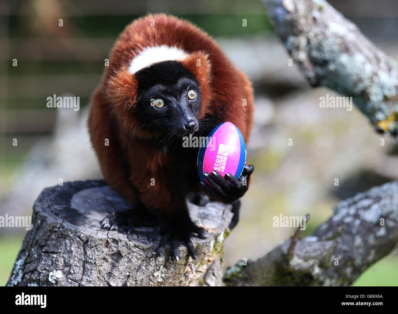 A red ruffed lemur has fun playing with a rugby ball at Blair Drummond ...