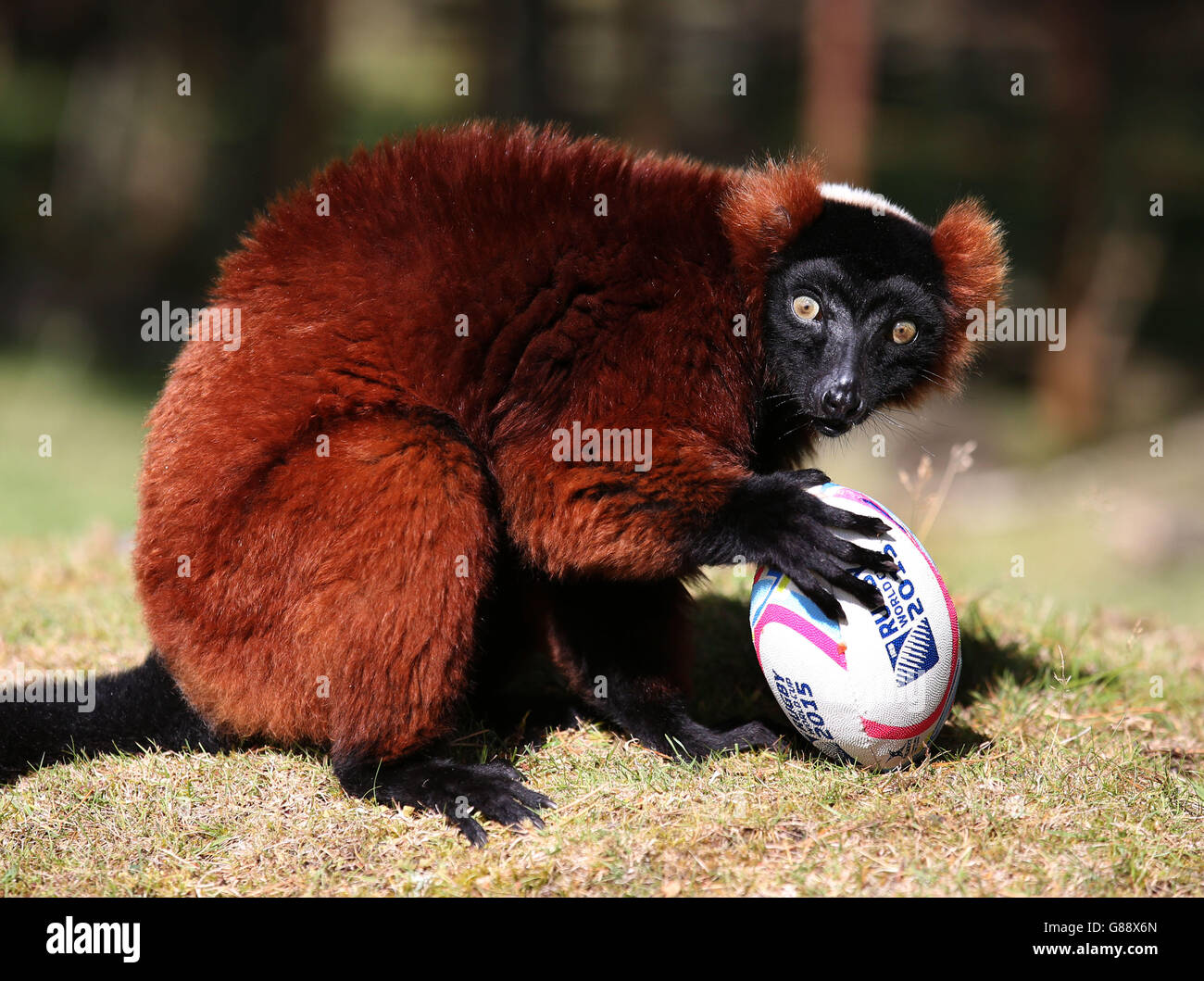 A red ruffed lemur has fun playing with a rugby ball at Blair Drummond ...