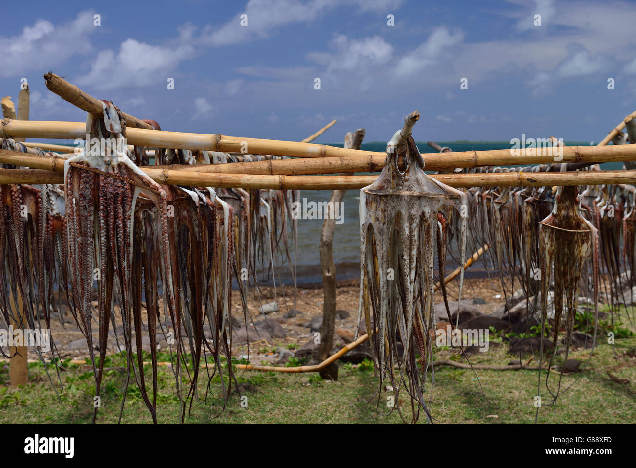 Trestles for hanging up octopus to dry, octopus fisherwoman, Anse ...