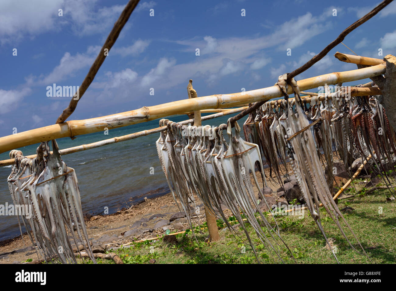 Trestles for hanging up octopus to dry, octopus fisherwoman, Anse ...