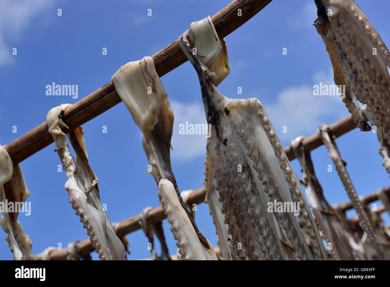 Trestles for hanging up octopus to dry, octopus fisherwoman, Anse ...