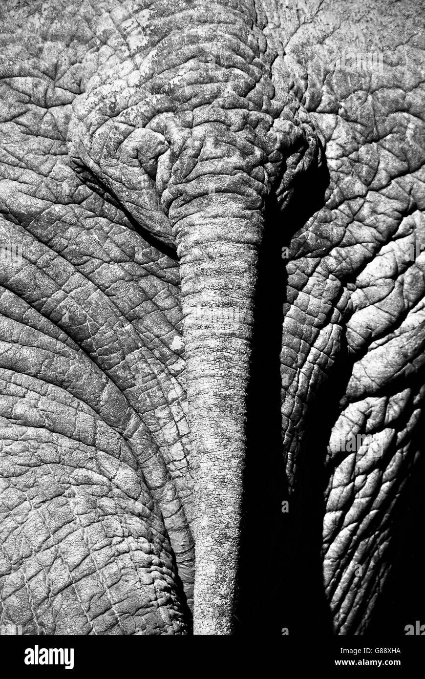 Close-up of An elephant behind, South Africa Stock Photo - Alamy