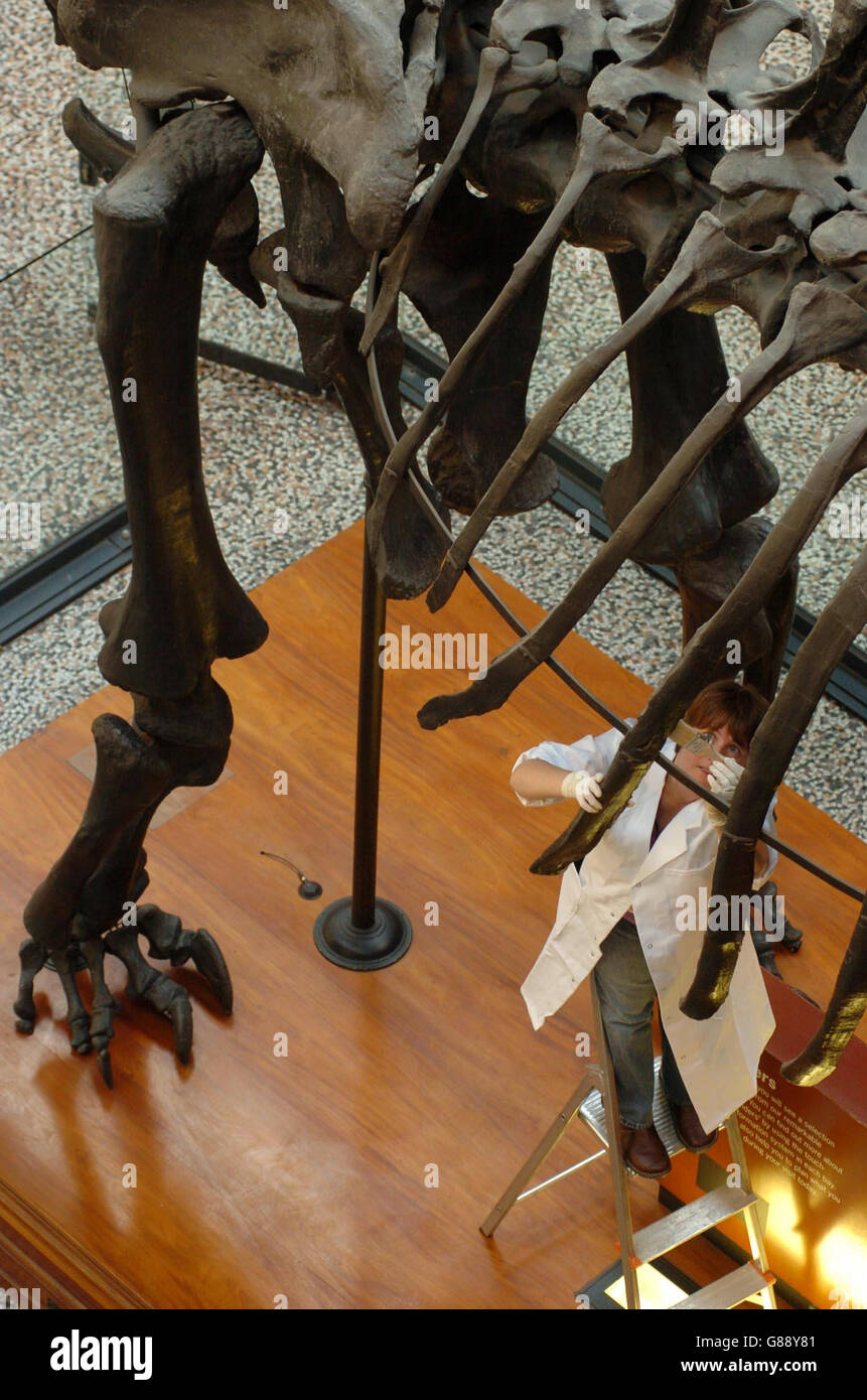 Dippy diplodocus 100th birthday hi-res stock photography and images - Alamy