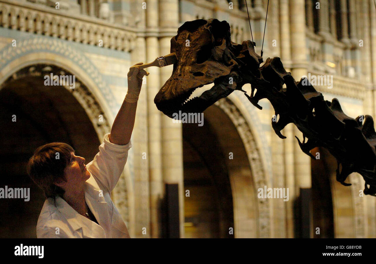 26 metre long diplodocus hi-res stock photography and images - Alamy