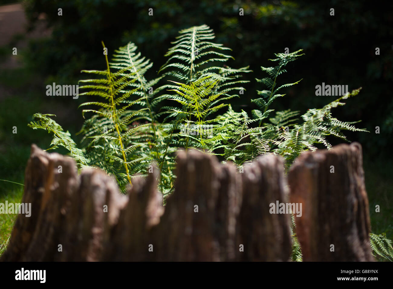Fern grows out of tree stump at the isabella plantation hi-res stock ...