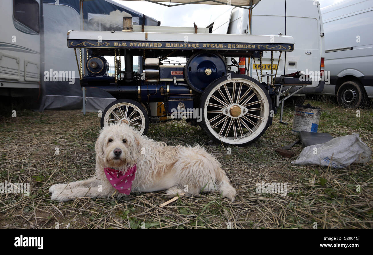 A dog lays in front of a steam engine at the Great Dorset Steam Fair ...