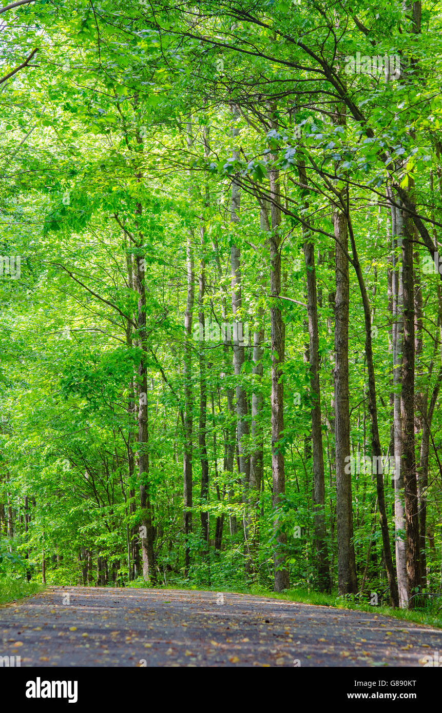 Road path amidst forest Stock Photo - Alamy