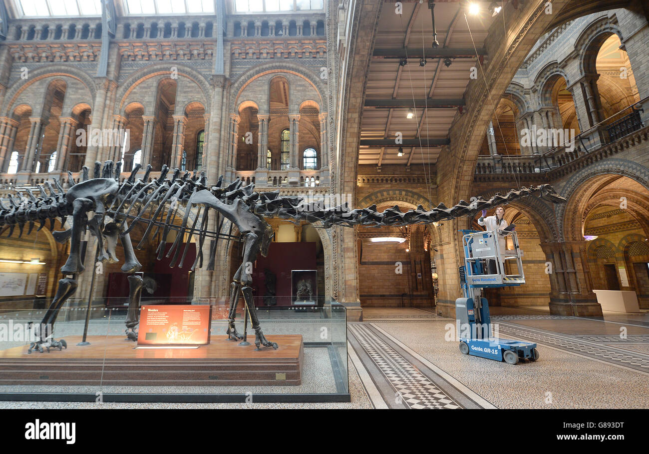 Dippy the diplodocus Stock Photo - Alamy