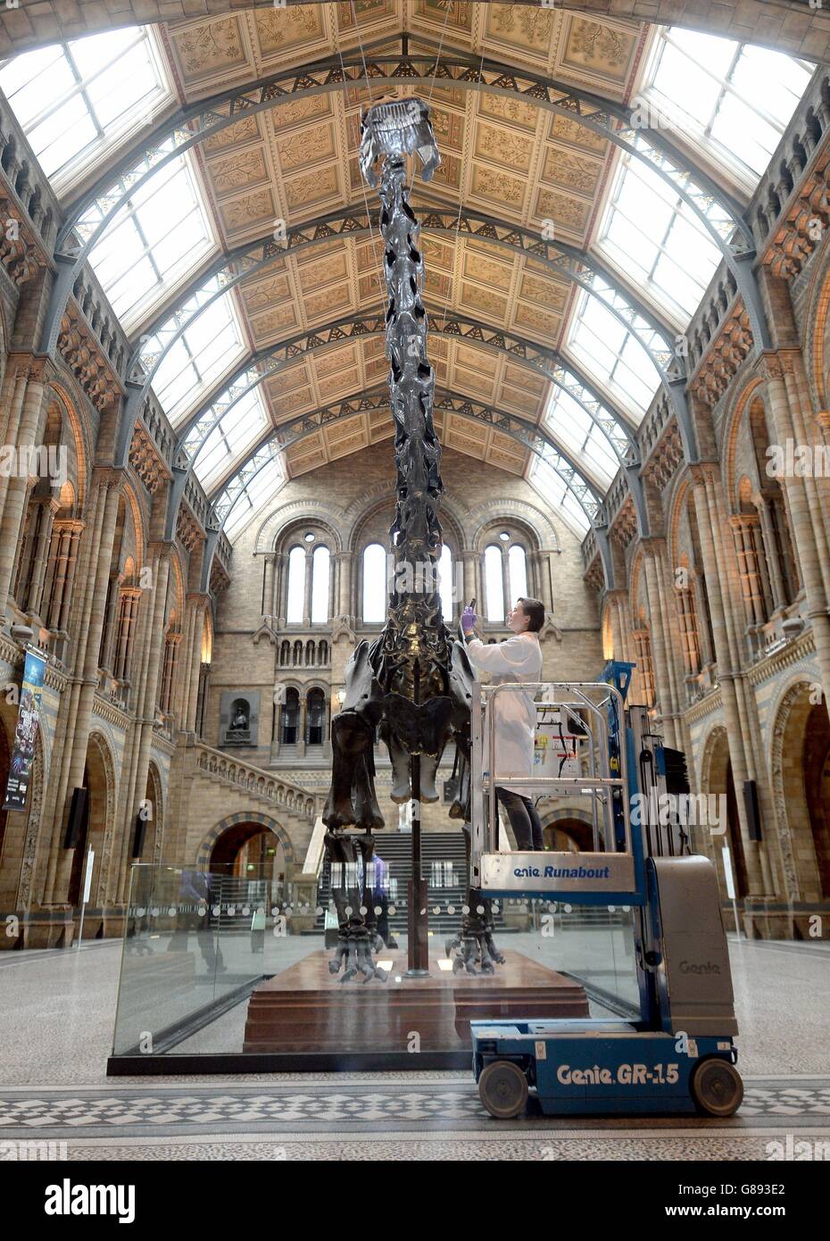 Dippy the diplodocus Stock Photo - Alamy