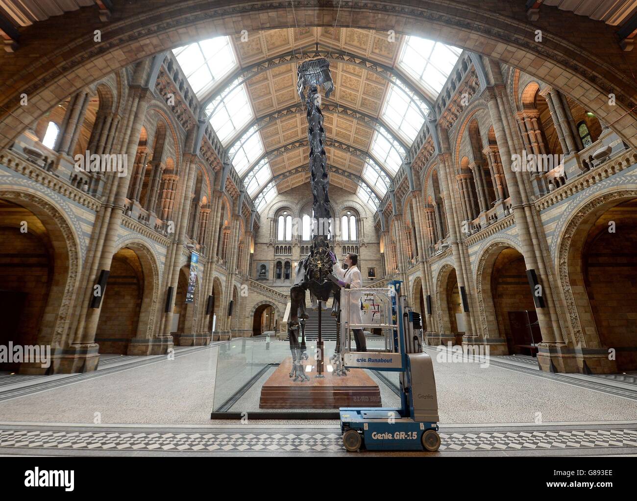 A conservator inspects dippy diplodocus natural history museum in ...