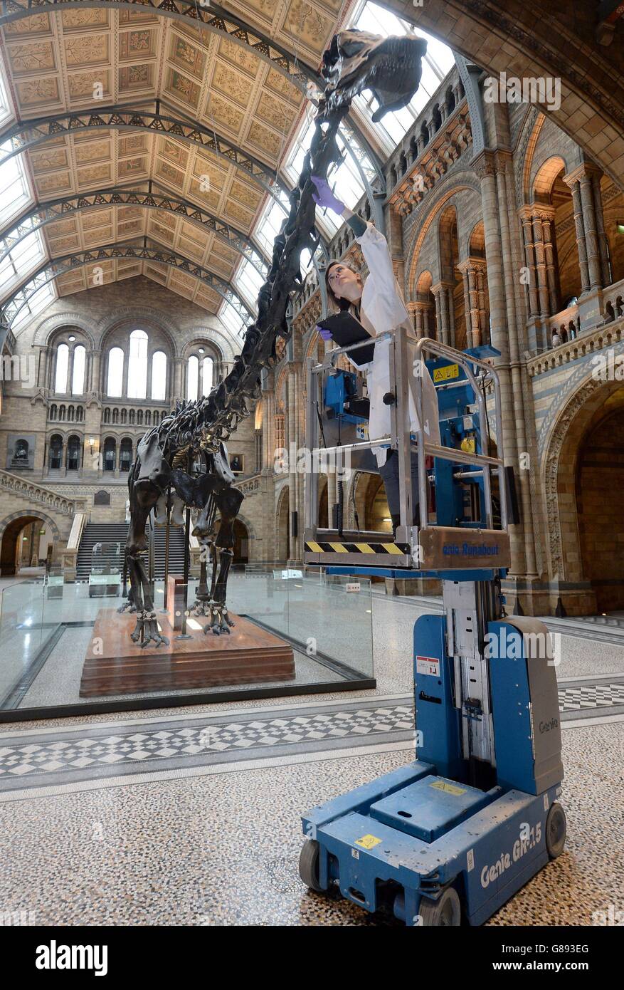 A conservator inspects dippy diplodocus natural history museum in ...