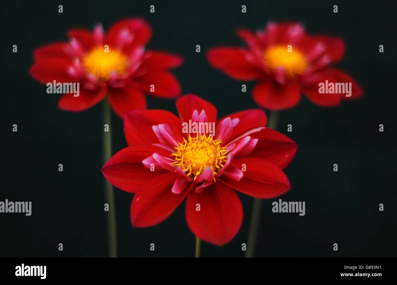 Flowers ampics High Resolution Stock Photography and Images - Alamy