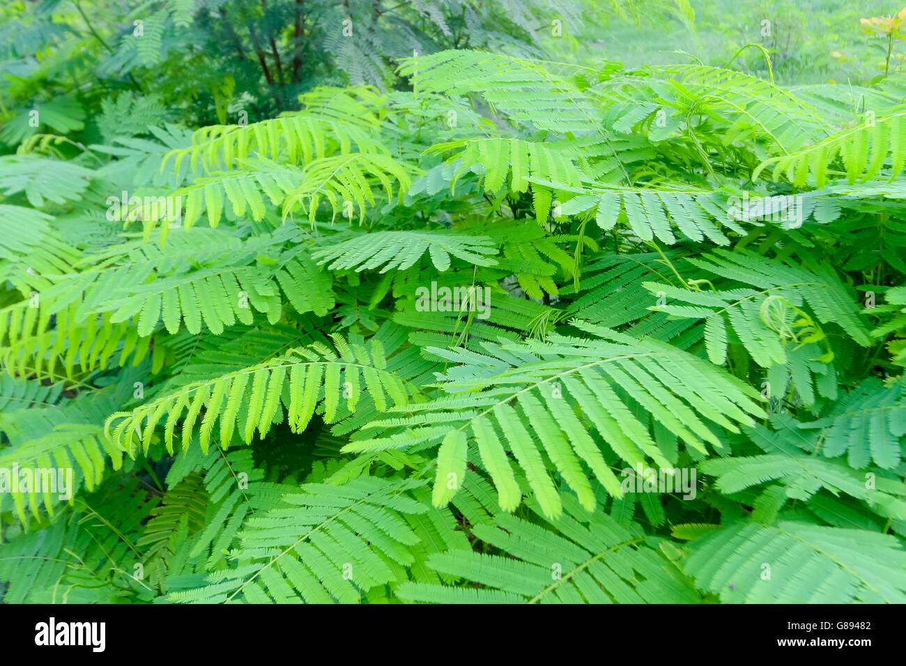 Acacia bloom hi-res stock photography and images - Alamy