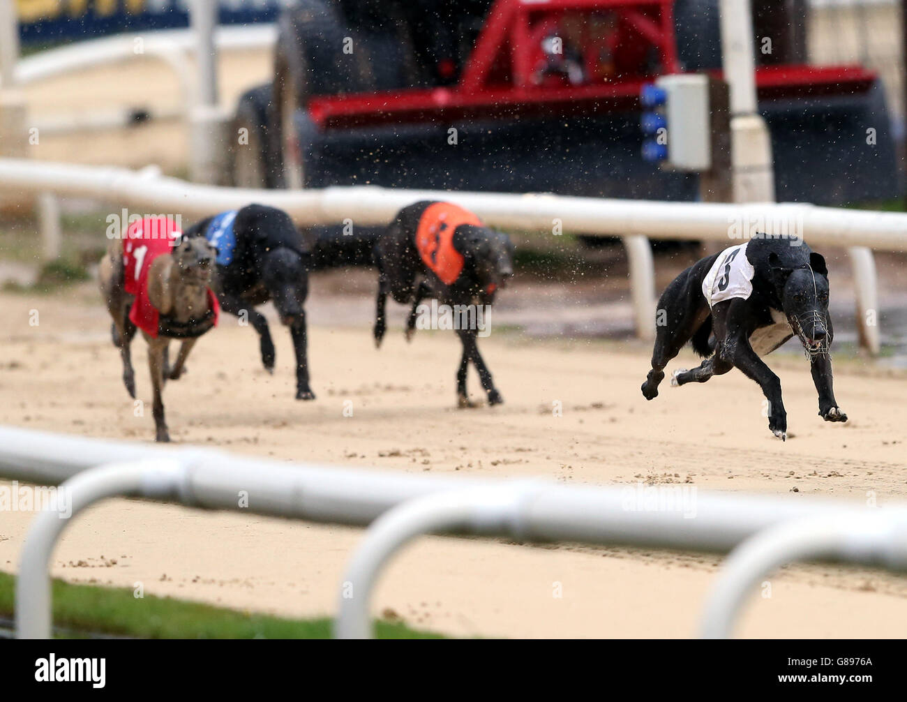 Greyhound Racing - Newcastle Greyhound Stadium Stock Photo - Alamy