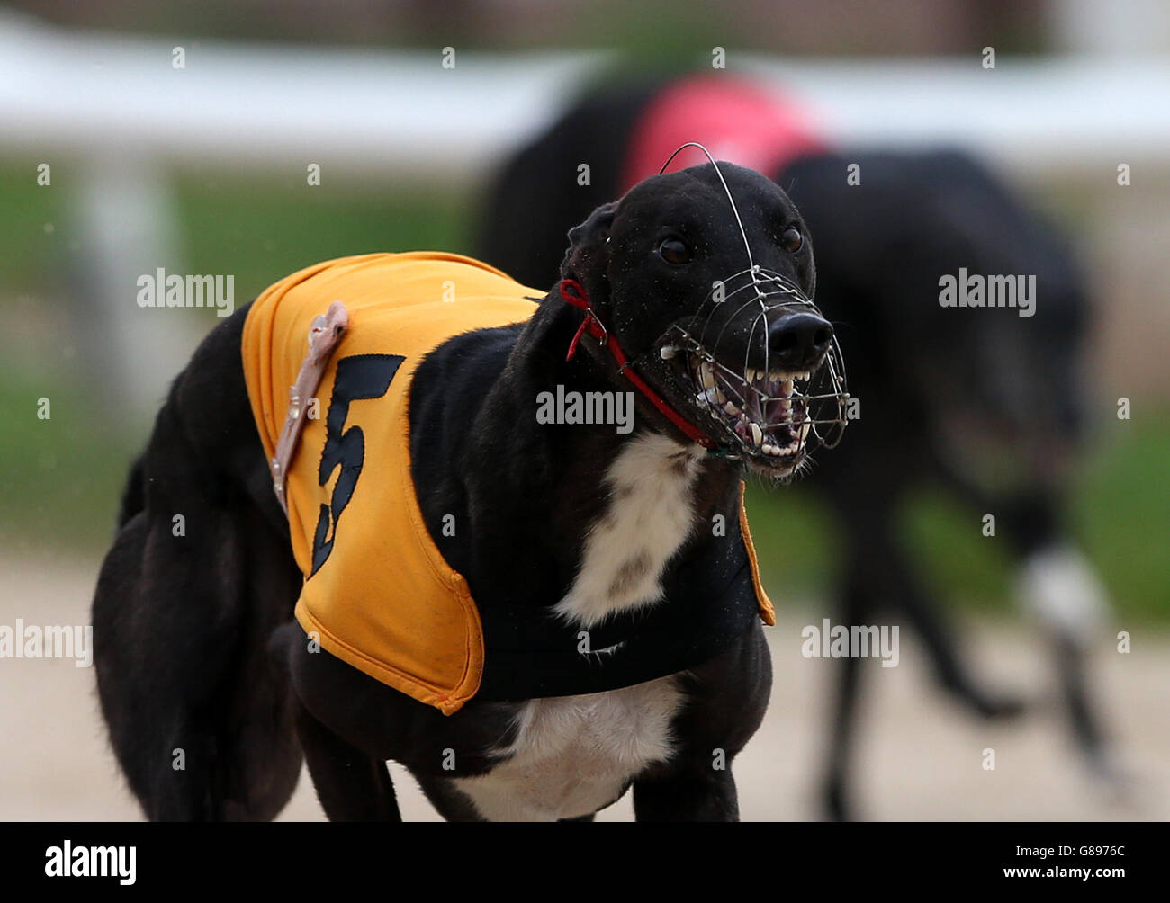 Greyhound Racing - Newcastle Greyhound Stadium Stock Photo - Alamy