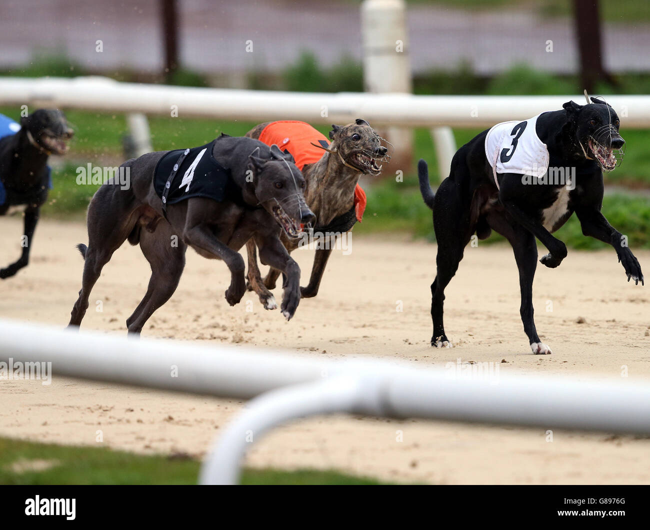 Greyhound Racing - Newcastle Greyhound Stadium Stock Photo - Alamy