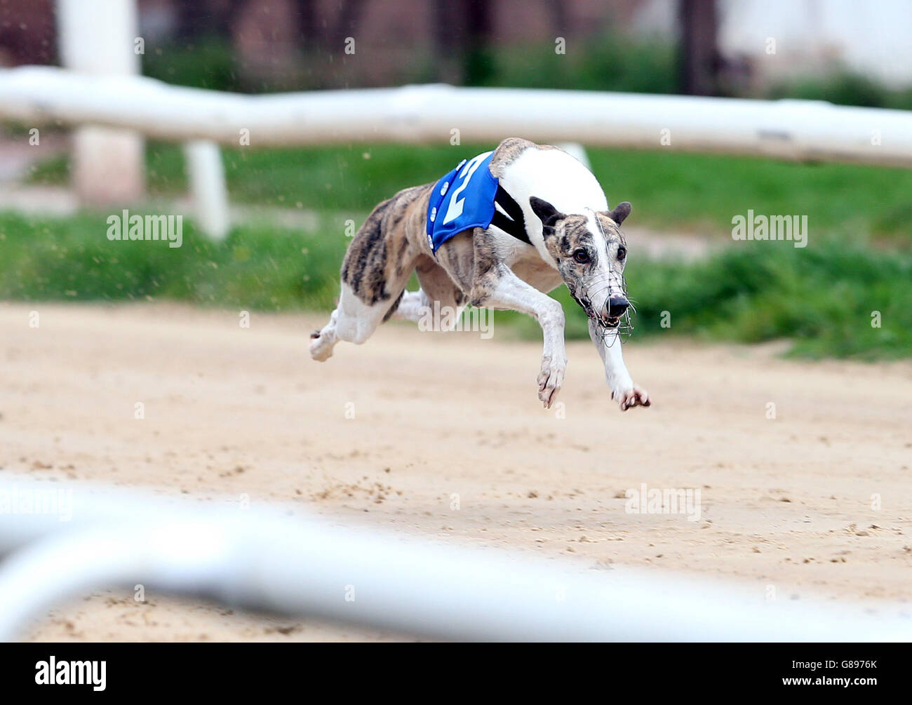 Greyhound Racing - Newcastle Greyhound Stadium Stock Photo - Alamy