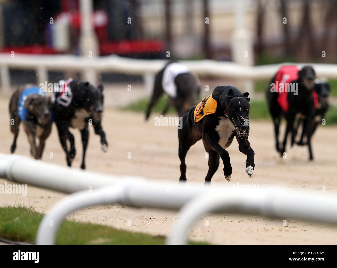 Greyhound Racing - Newcastle Greyhound Stadium Stock Photo - Alamy