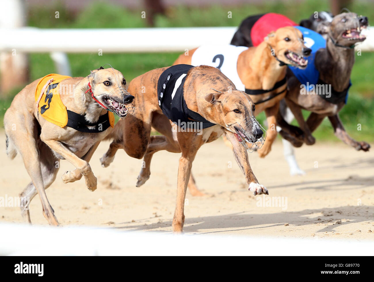 Greyhound Racing - Newcastle Greyhound Stadium Stock Photo - Alamy