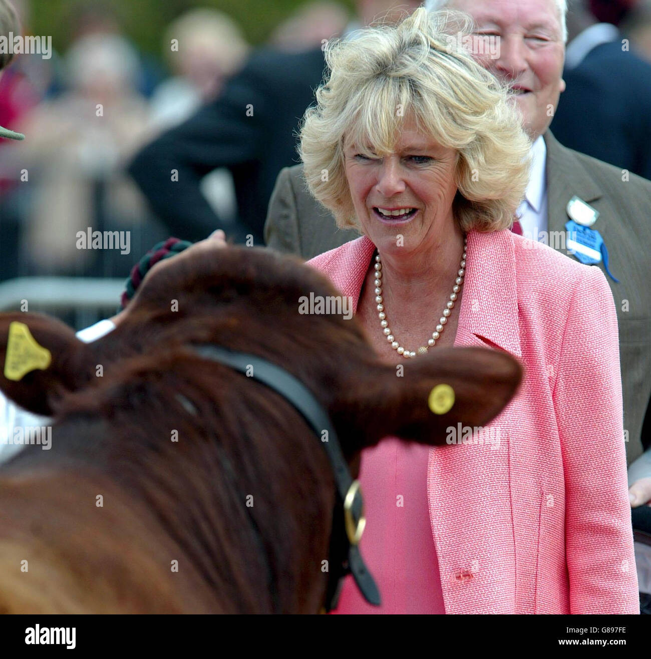 Devon County Show Stock Photo - Alamy
