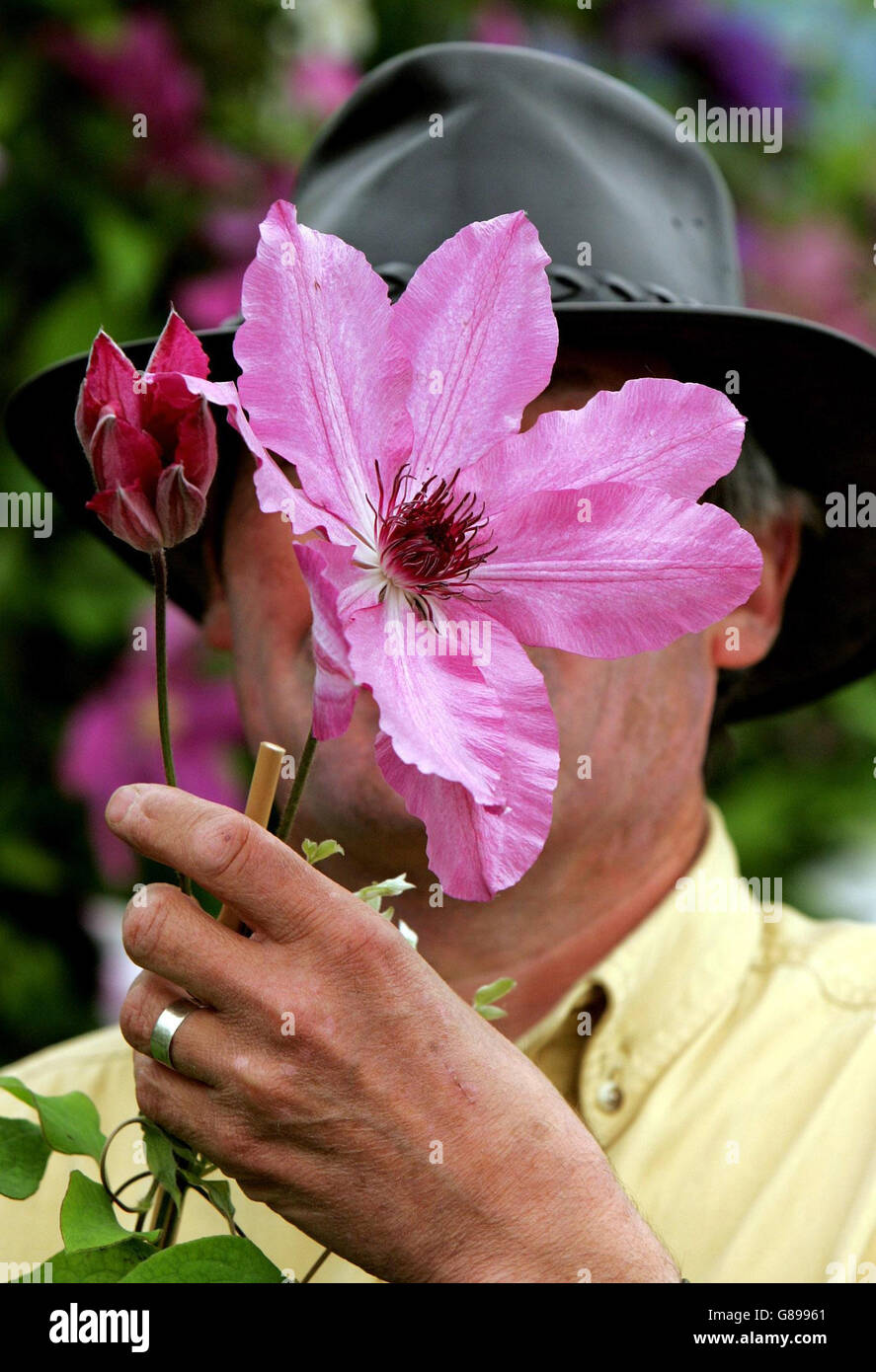 Norfolk behind clematis helen cropper works on stand hi-res stock ...
