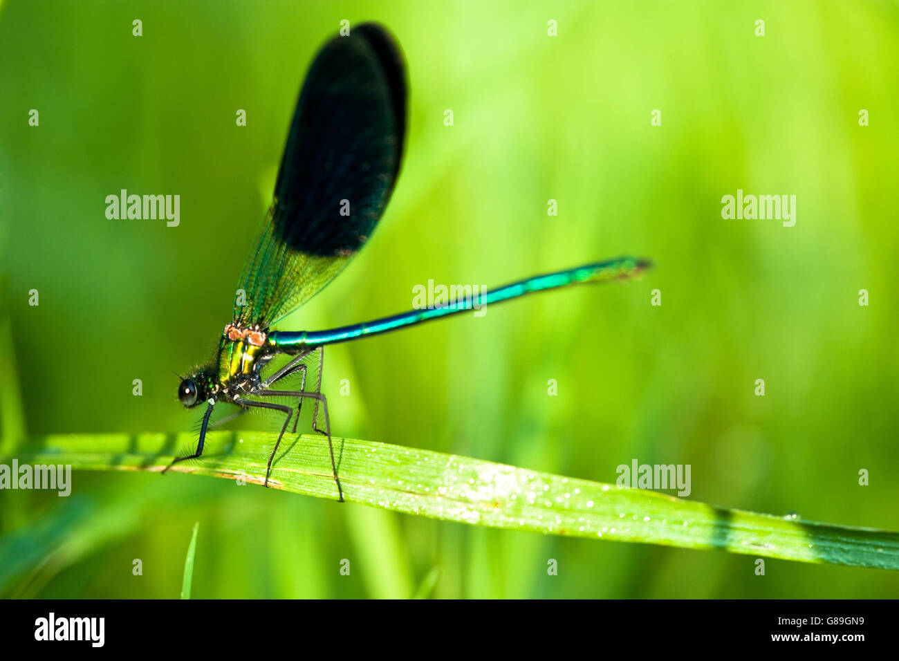 Dragonfly sunrise hi-res stock photography and images - Alamy