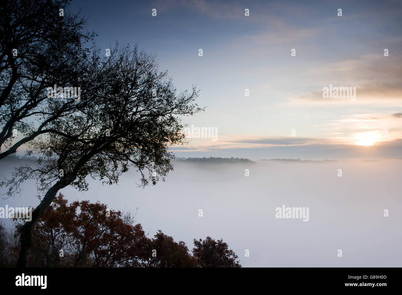 Rising tree silhouette hi-res stock photography and images - Alamy