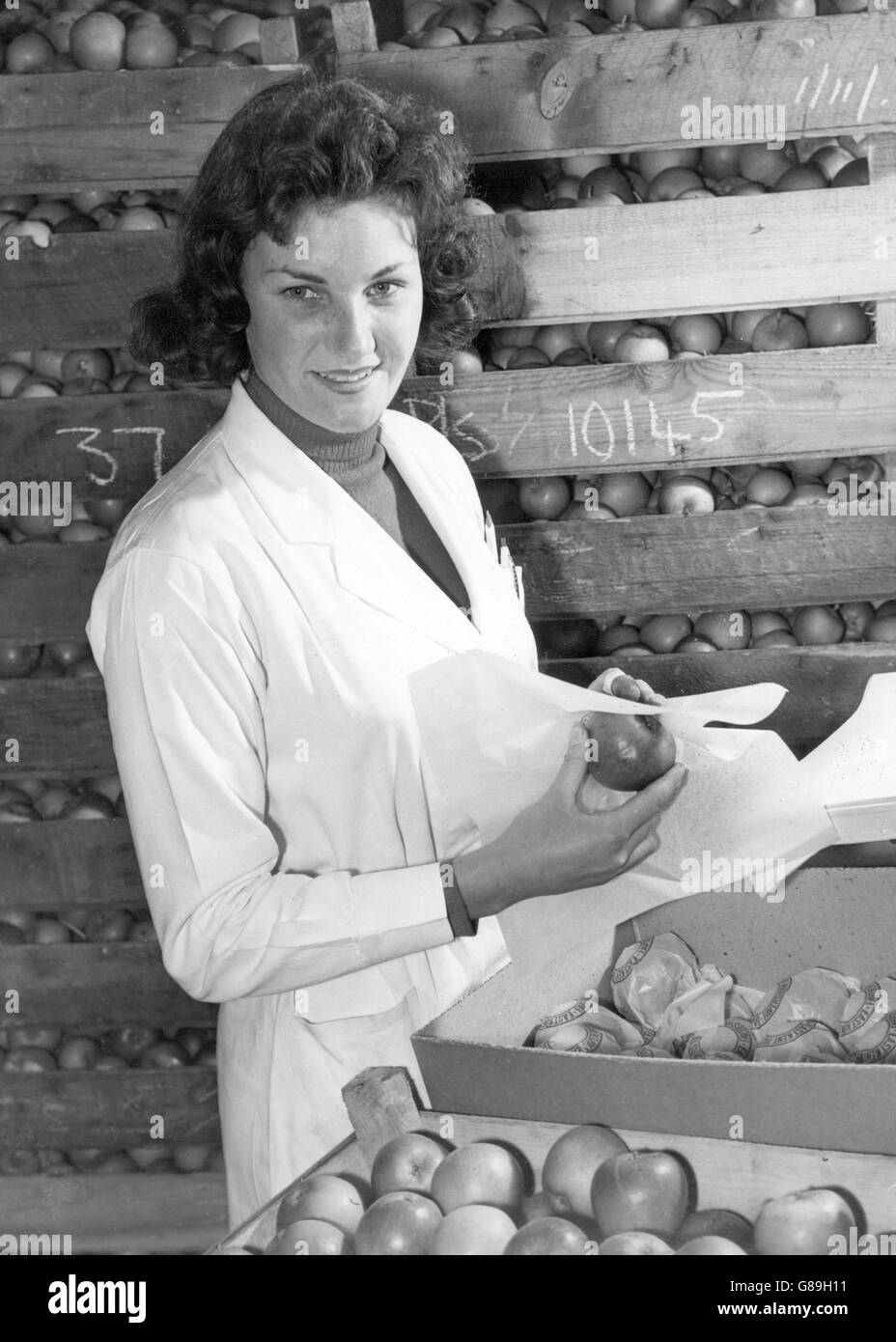 Apple packer ann baldock hi-res stock photography and images - Alamy