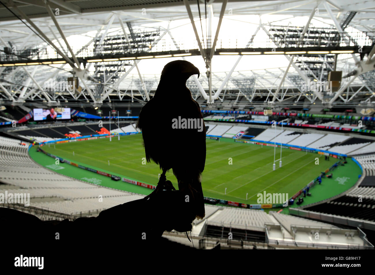 Amy the Hawk on duty at The Olympic Stadium before the Rugby World Cup ...