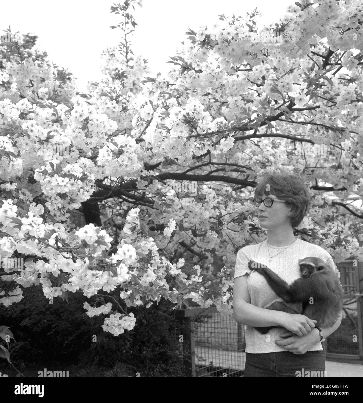 A pear tree Black and White Stock Photos & Images - Alamy