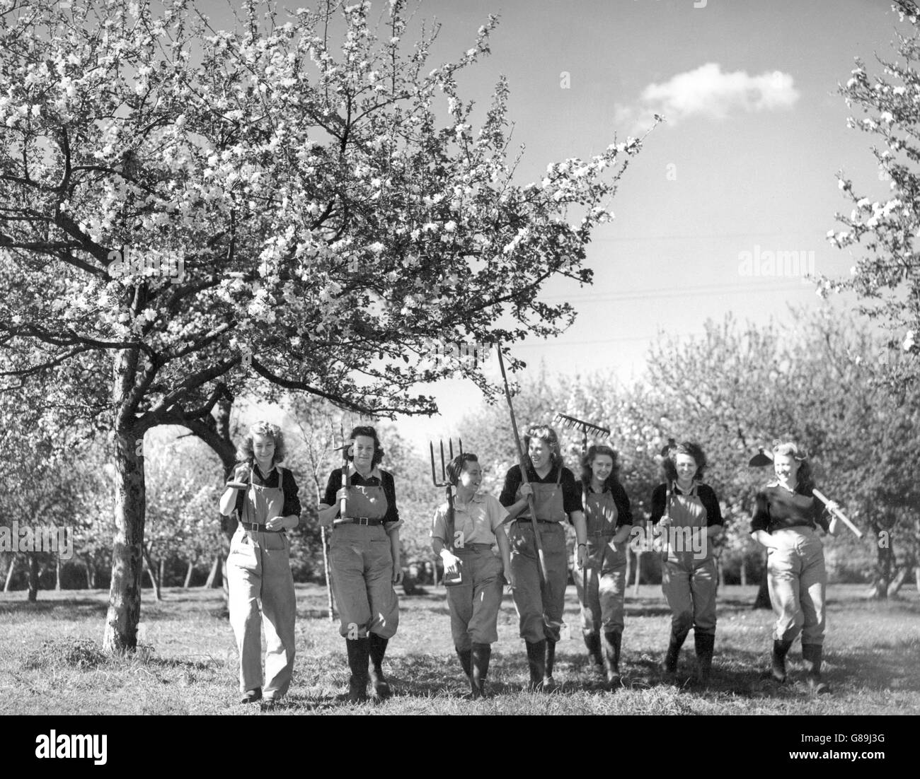 Elm spring orchard hi-res stock photography and images - Alamy