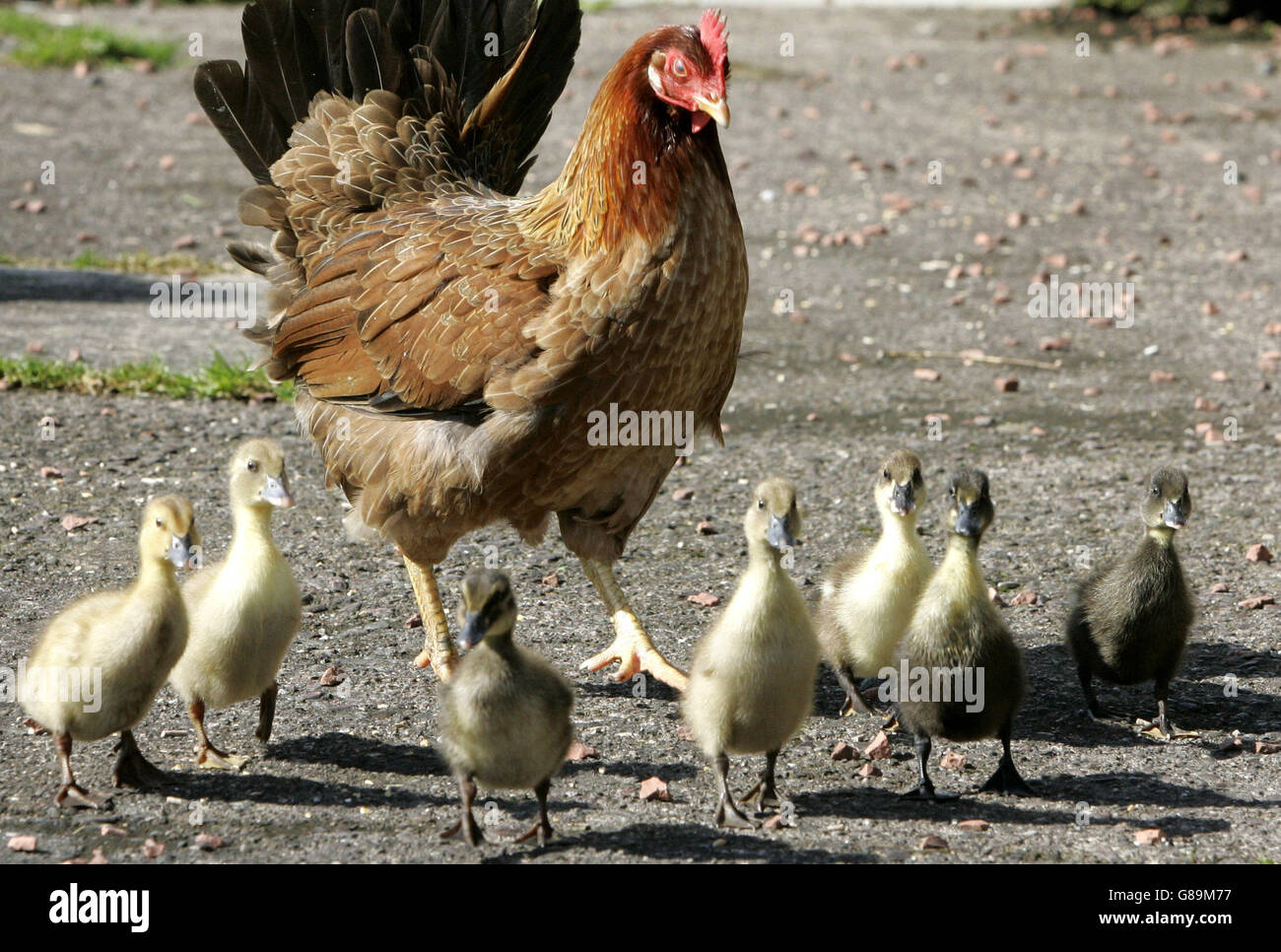 Henrietta hen hi-res stock photography and images - Alamy