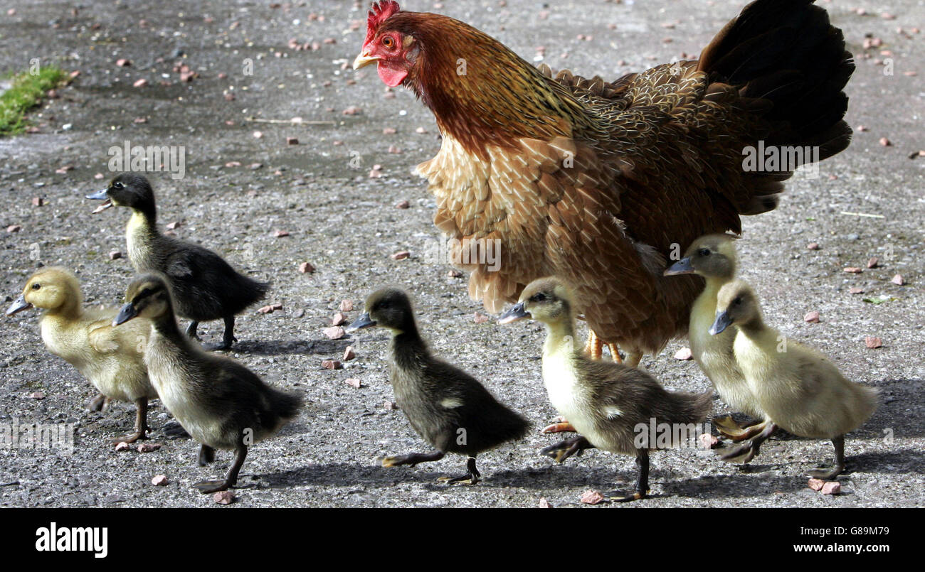 Henrietta the hen with her seven adopted ducklings at the Carronbridge ...