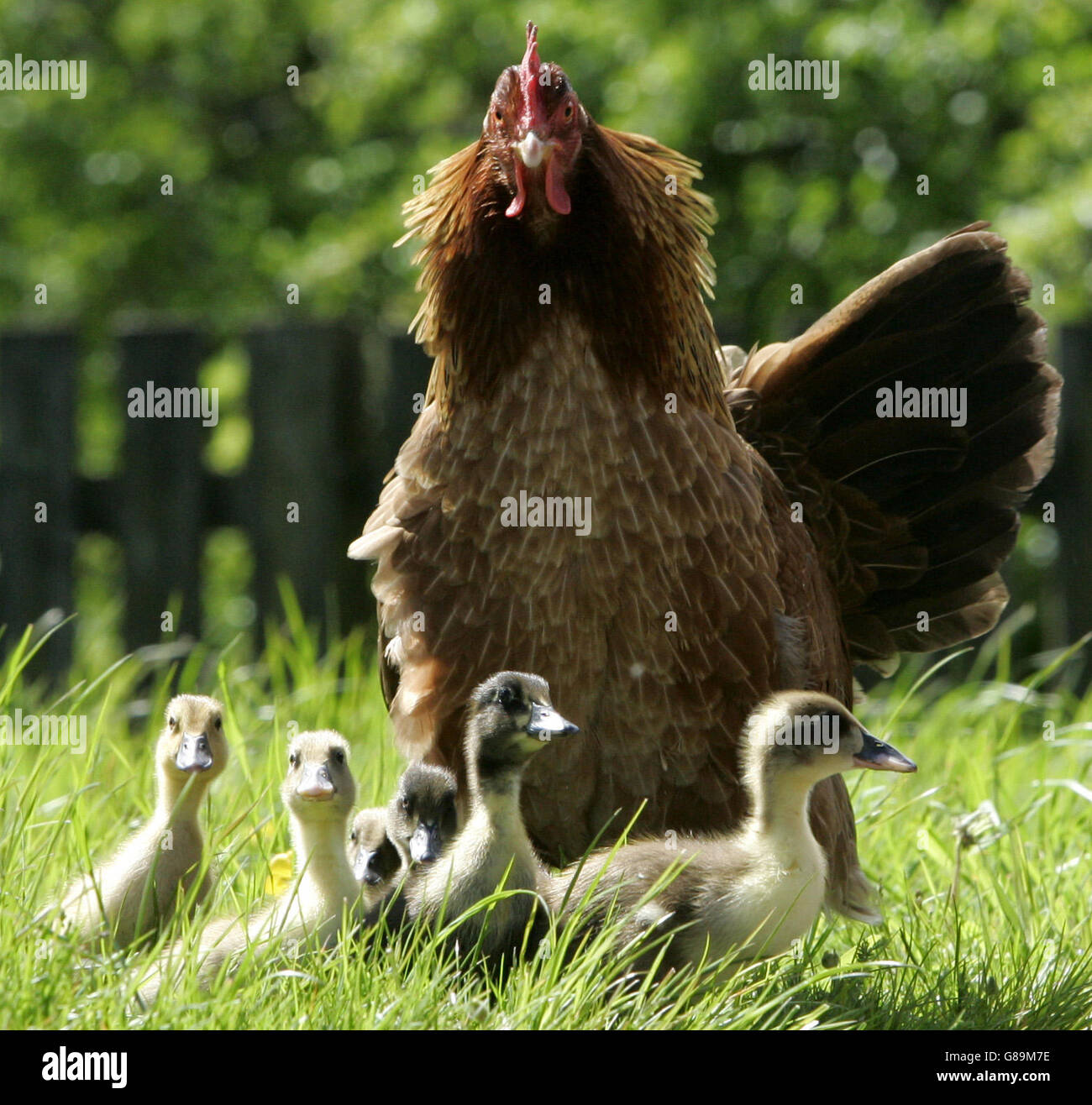 Henrietta the hen leads her seven adopted ducklings to their enclosure ...