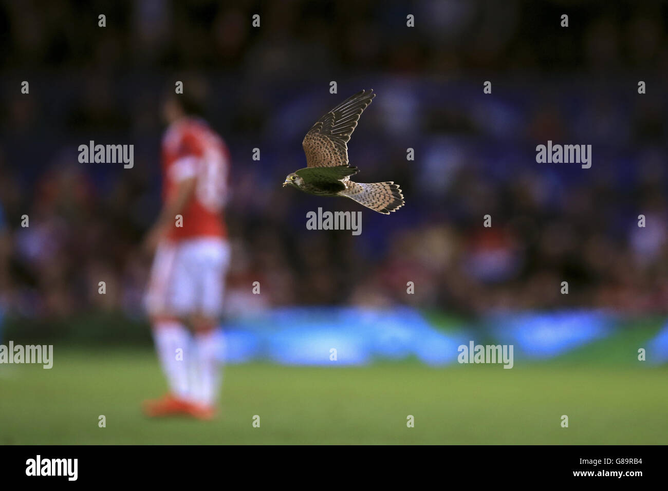 Football hawk hi-res stock photography and images - Alamy